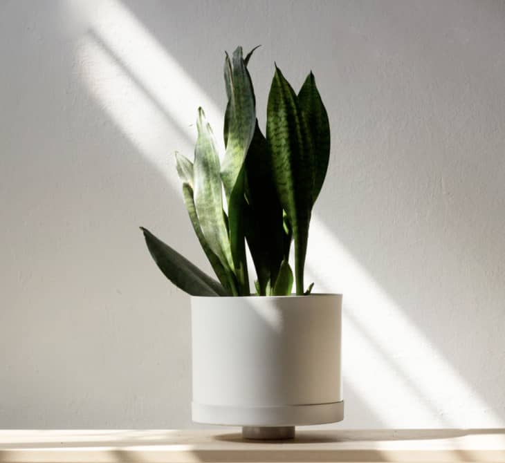 Loop Living Is Making Life Easier For Every Plant Parent Apartment